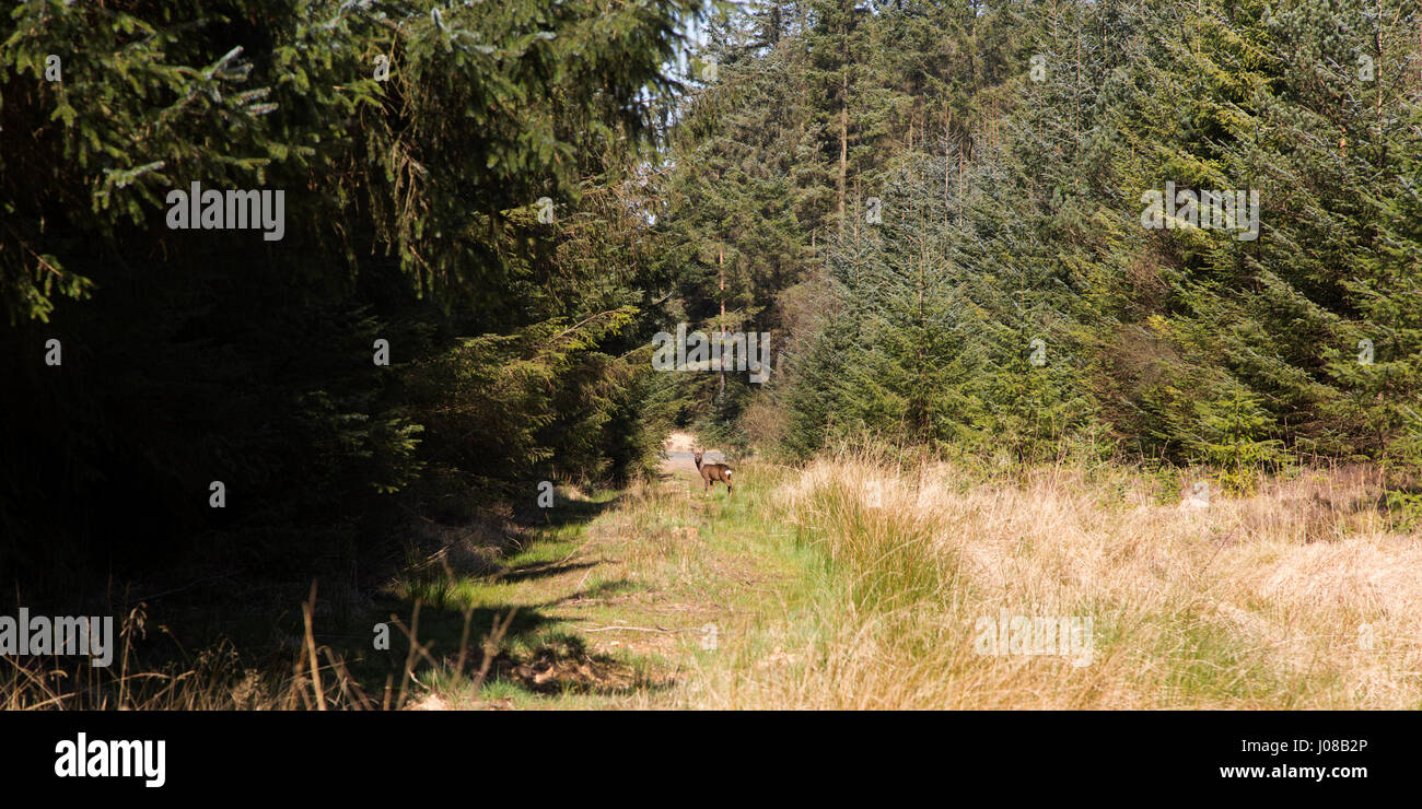 A roe deer in Kielder Forest Park in Northumberland, England. The ...