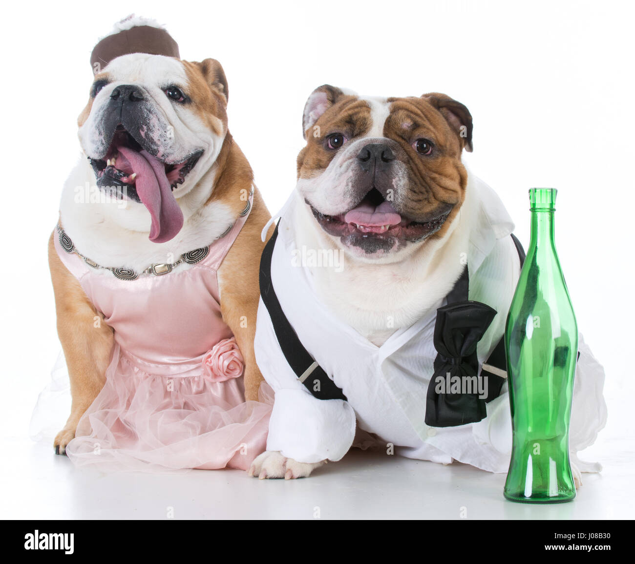 Drunk dog hi-res stock photography and images - Alamy