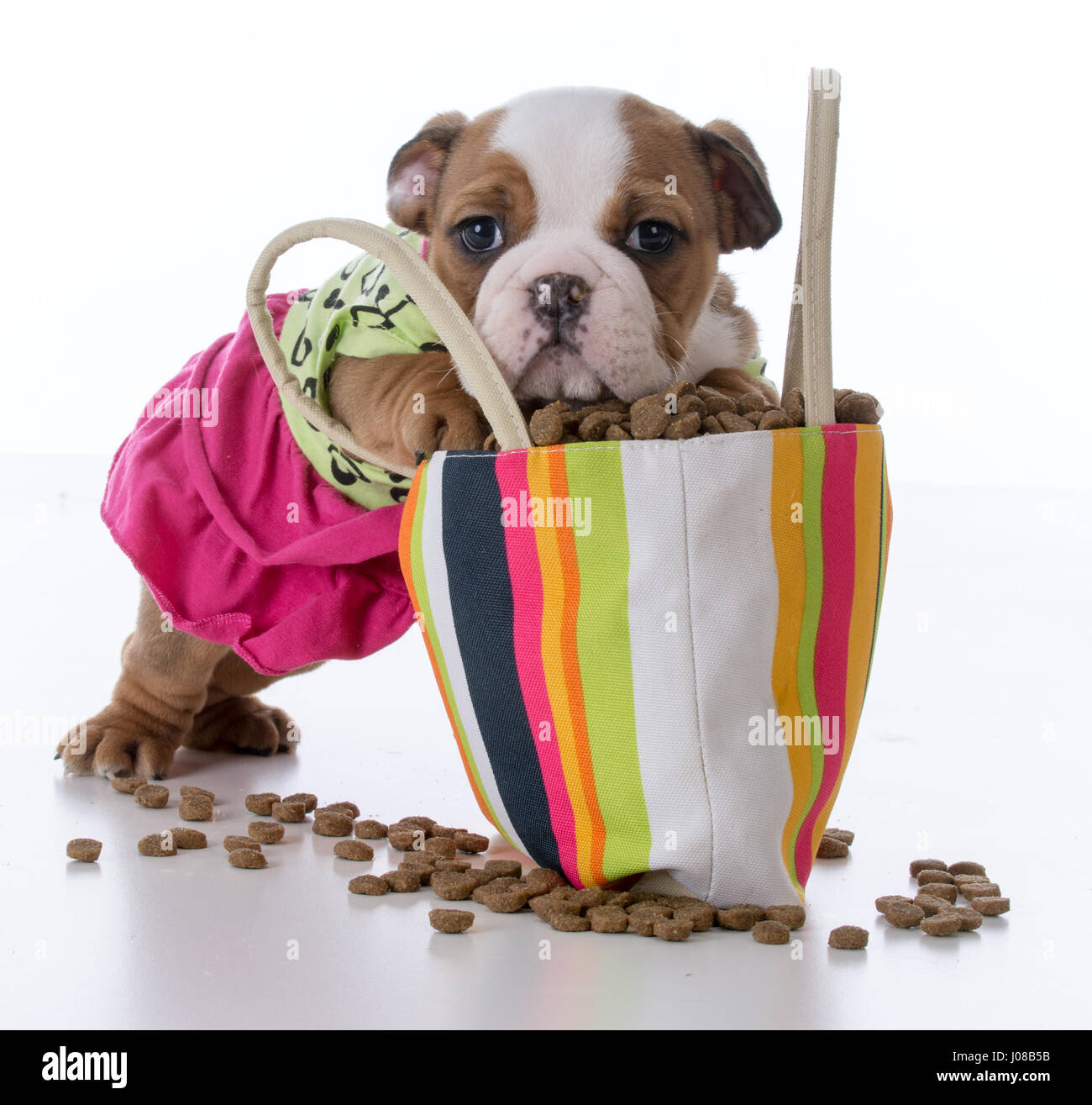 cute puppy with paws inside a big purse full of kibble Stock Photo - Alamy