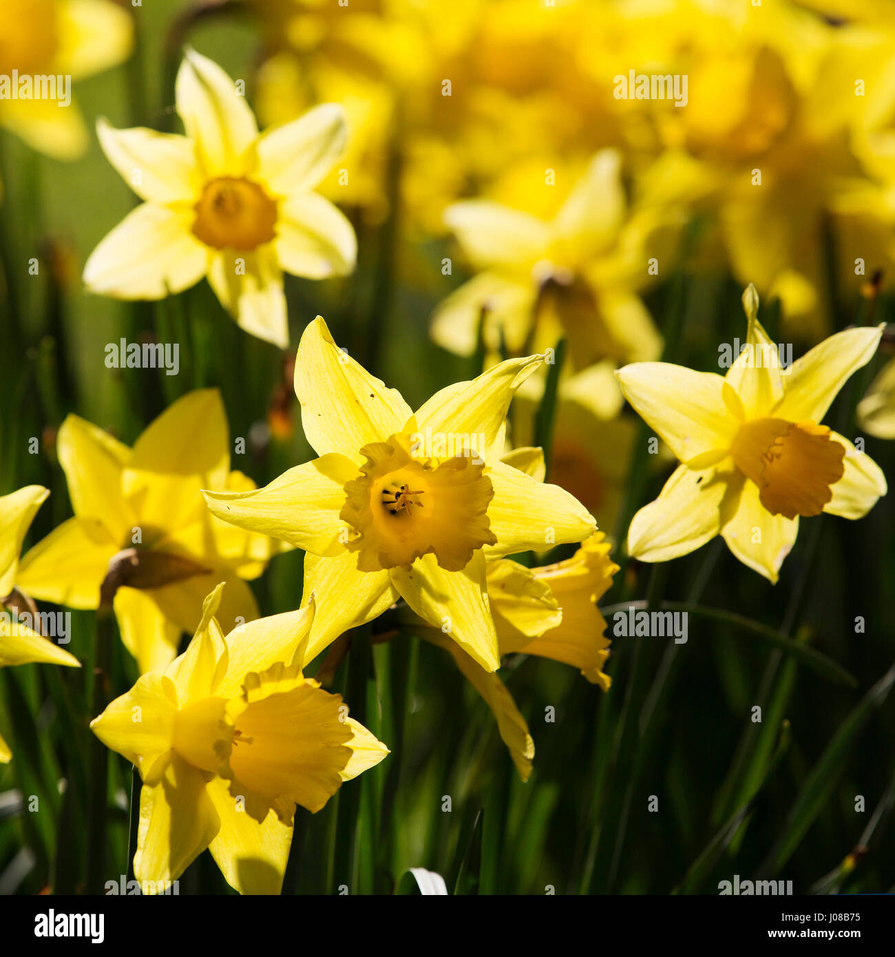 Spring daffodils flowering in Northumberland, England. The springtime ...