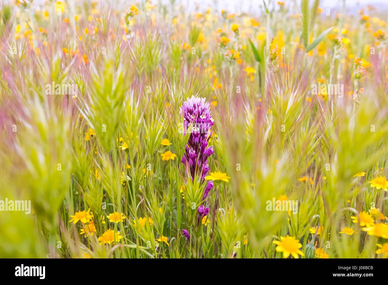 National monument super bloom hi-res stock photography and images - Alamy