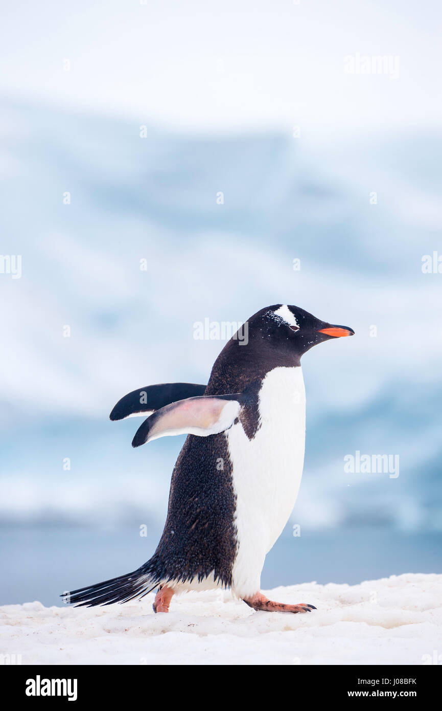 Gentoo penguin, Pygoscelis papua, walking, Port Lockroy, Wiencke Island ...