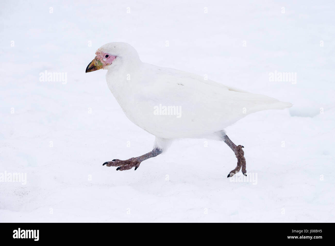 Snowy sheathbill, Chionis albus, Port Lockroy, Wiencke Island, Palmer ...