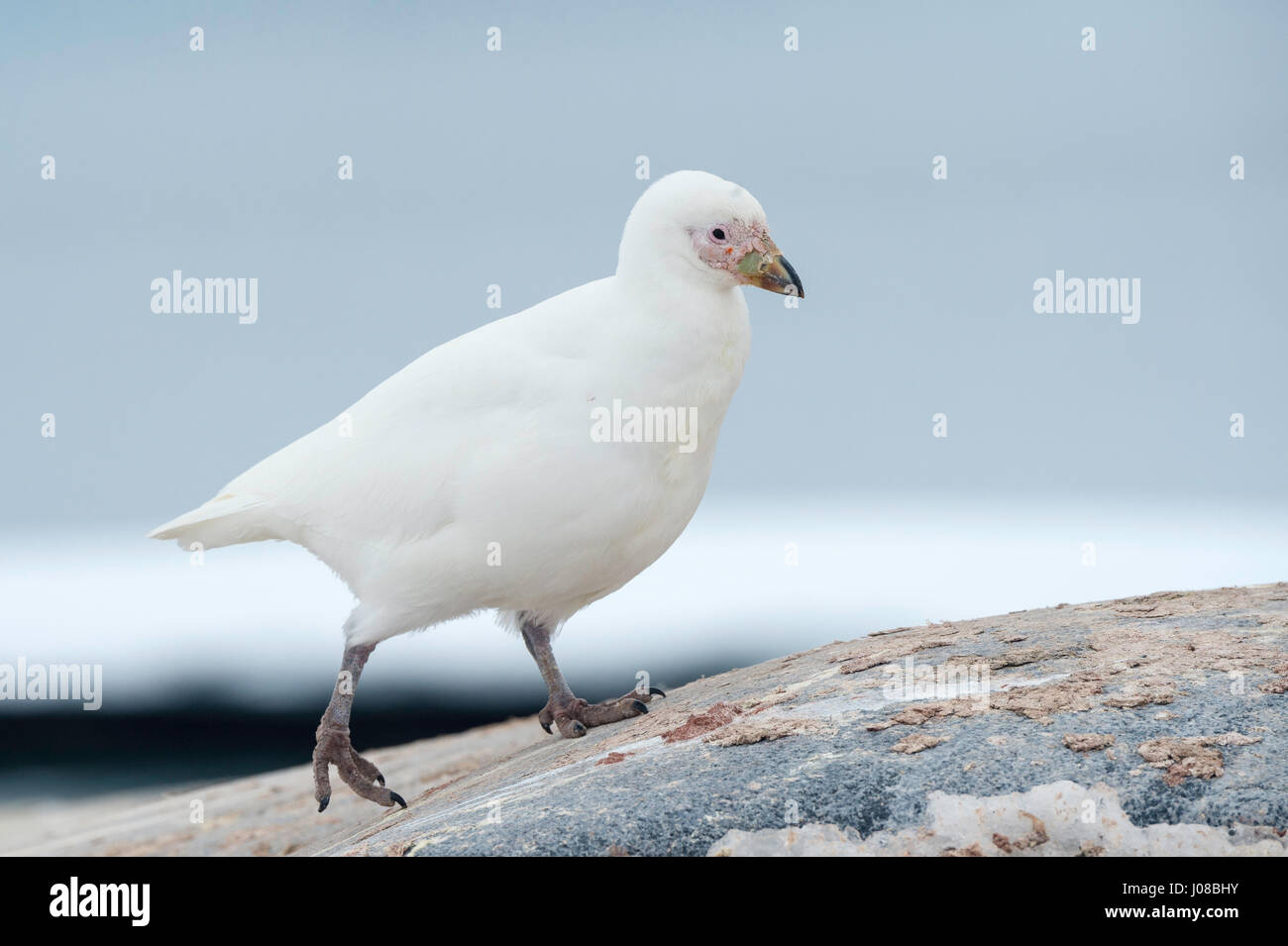 Sheathbill snowy chionis albus hi-res stock photography and images - Alamy