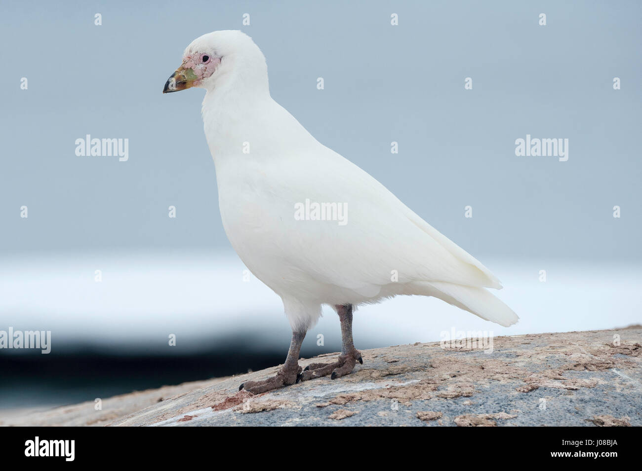 Snowy sheathbill, Chionis albus, Port Lockroy, Wiencke Island, Palmer ...