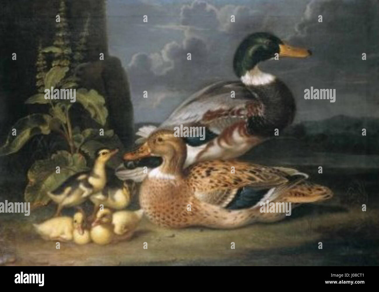 This scene portrays a pair of wild ducks with their ducklings in a ...