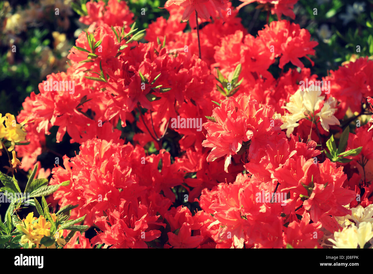 Rhododendron flowers in the garden, natural flower background Stock ...