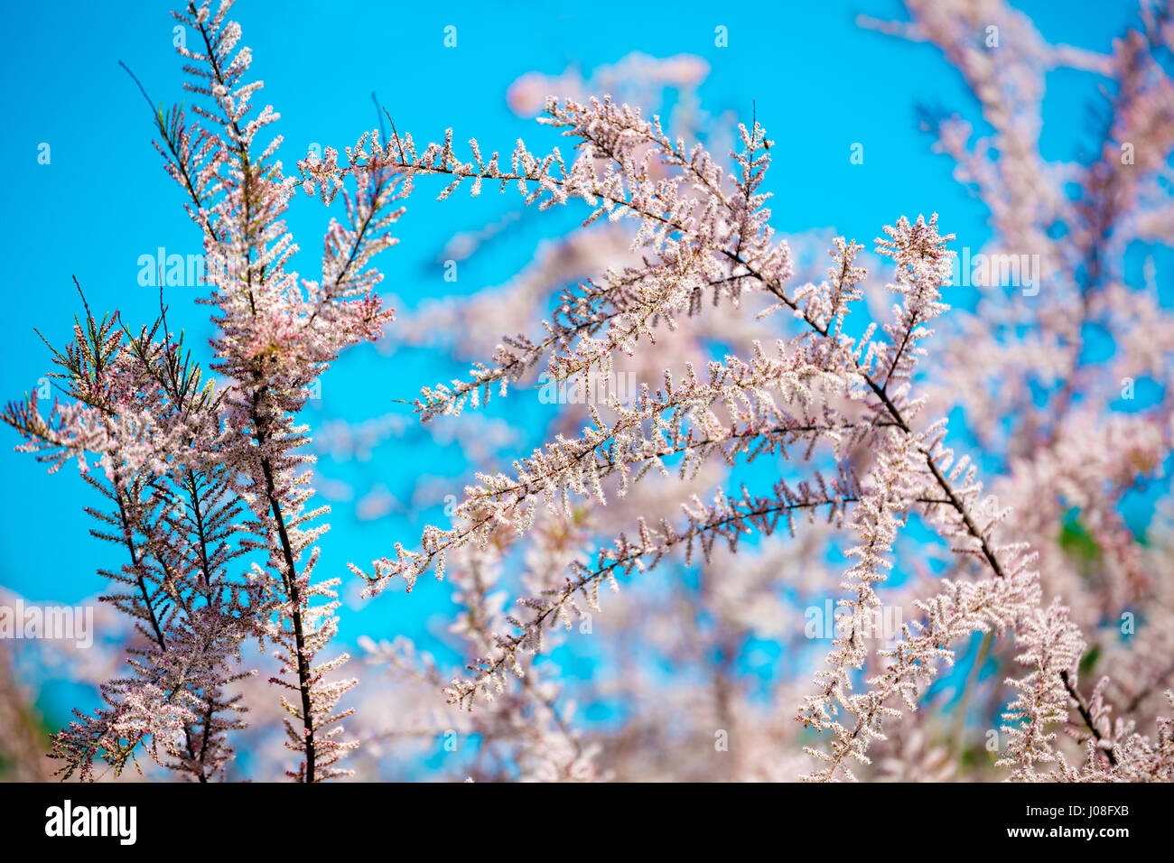 Tamaricaceae hi-res stock photography and images - Alamy