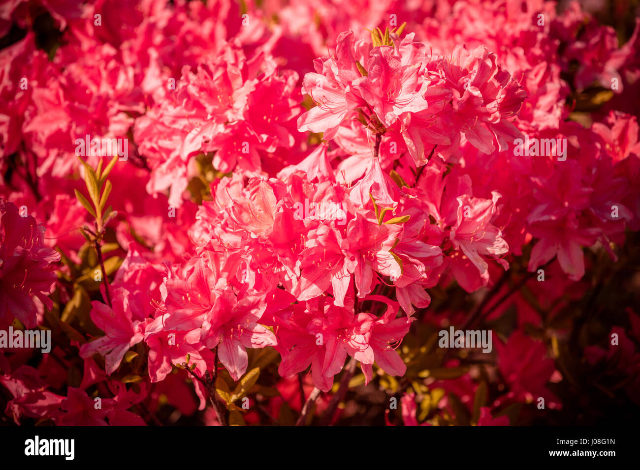 Rhododendron flowers in the garden, natural flower background Stock ...