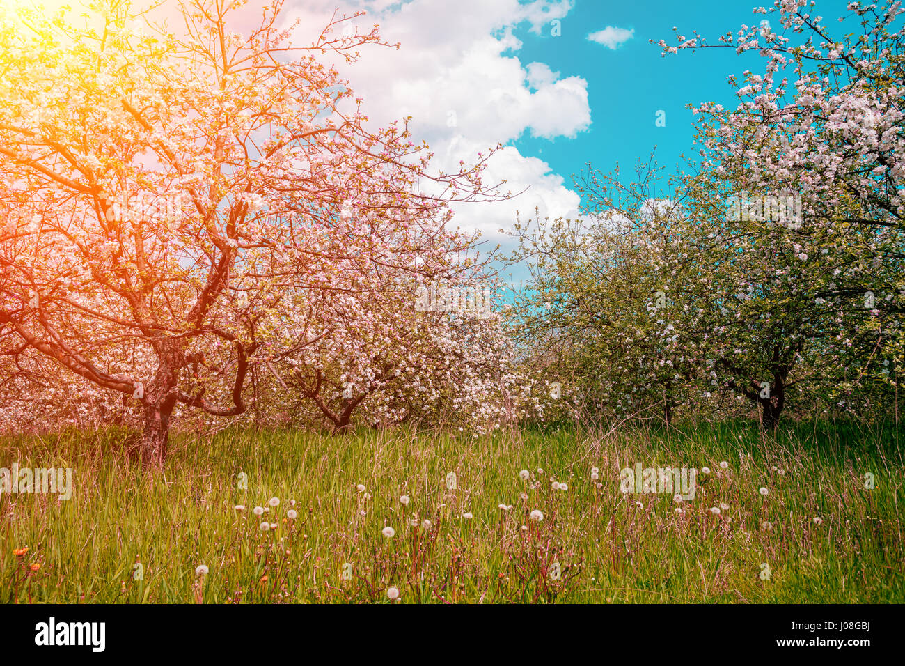 Apple orchard, Vintage blossom apple trees. Spring natural background ...