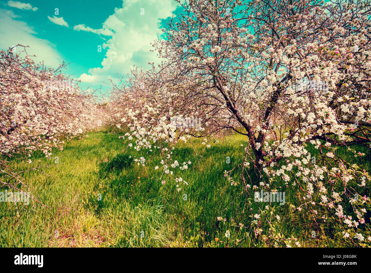 Apple orchard, Vintage blossom apple trees. Spring natural background ...