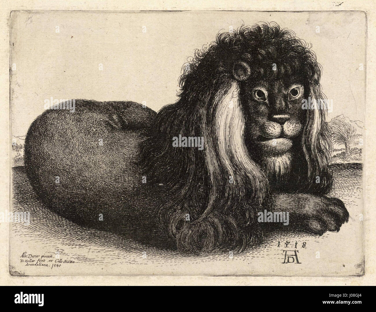An etching by Wenceslas Hollar titled 'A Recumbent Lion', inspired by ...