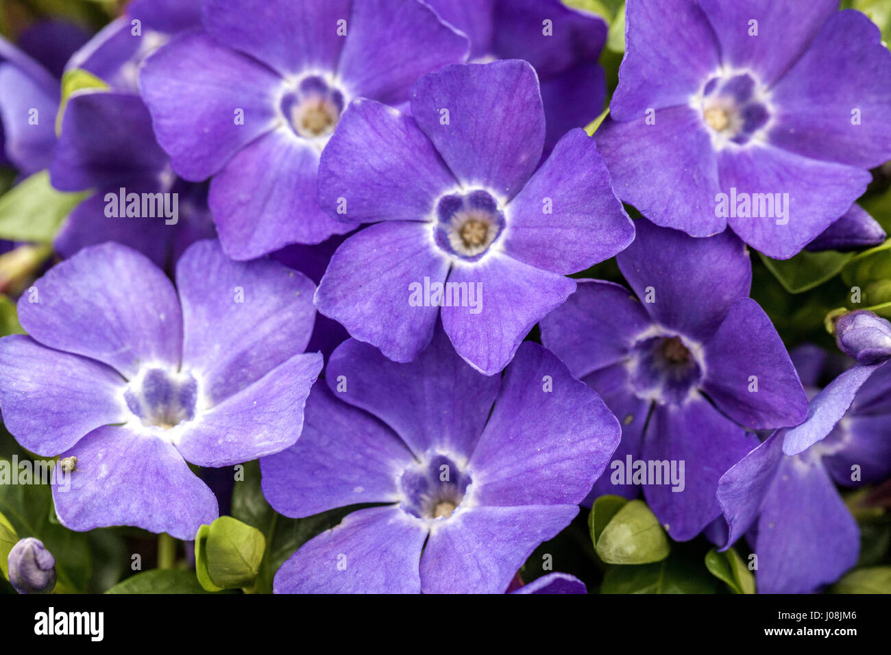 Periwinkle, Vinca minor 'Bowles' beautiful blooms Stock Photo - Alamy