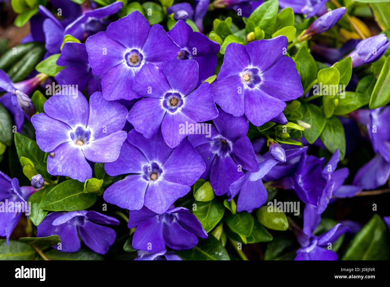 Vinca minor Bowles Lesser periwinkle Stock Photo - Alamy