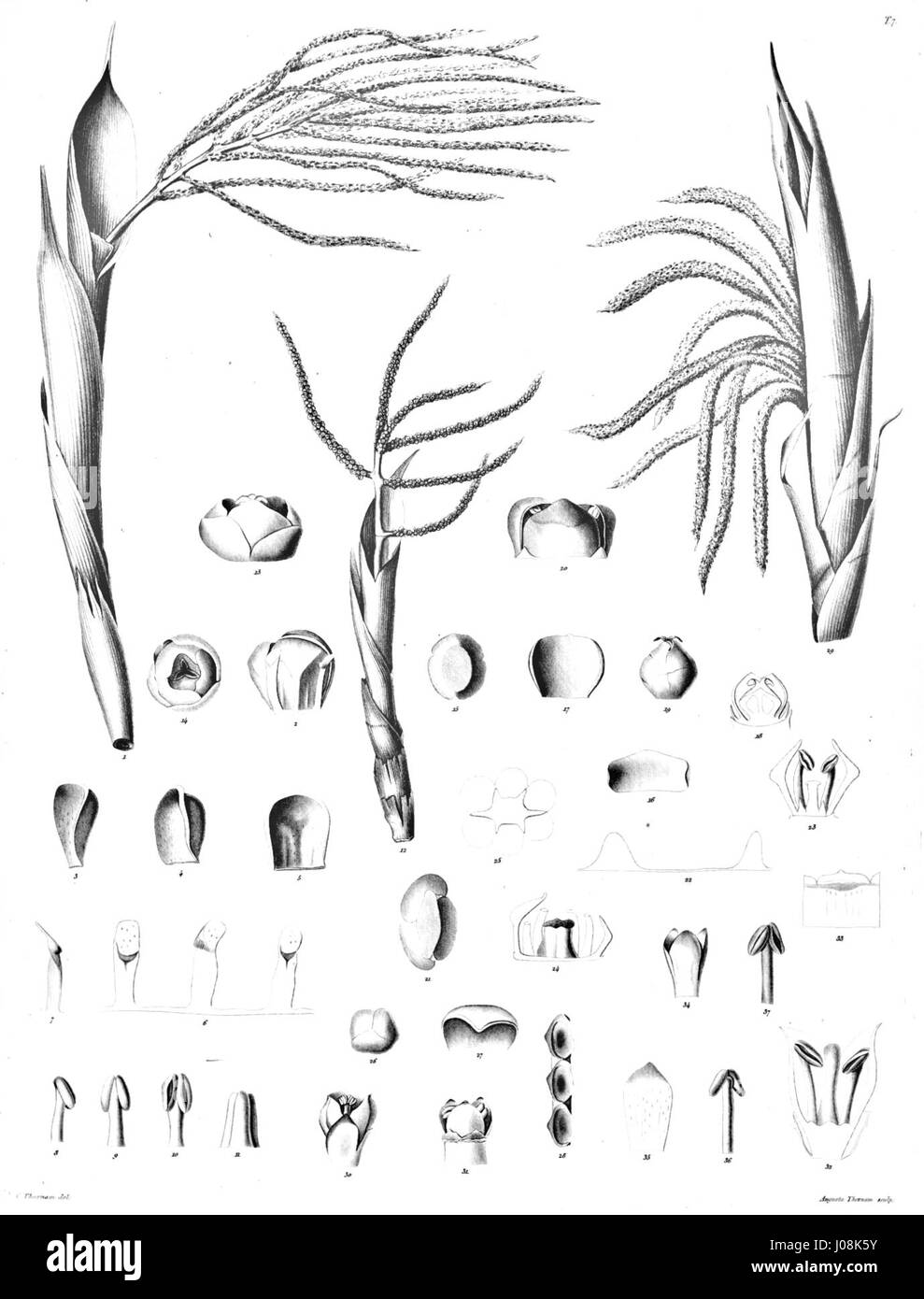 Plant named Cut Out Stock Images & Pictures - Alamy