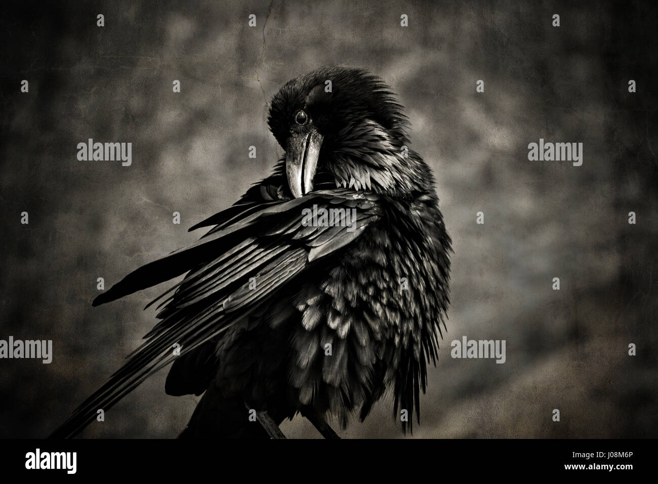 Raven blackbird standing on a post scratching itself Stock Photo - Alamy