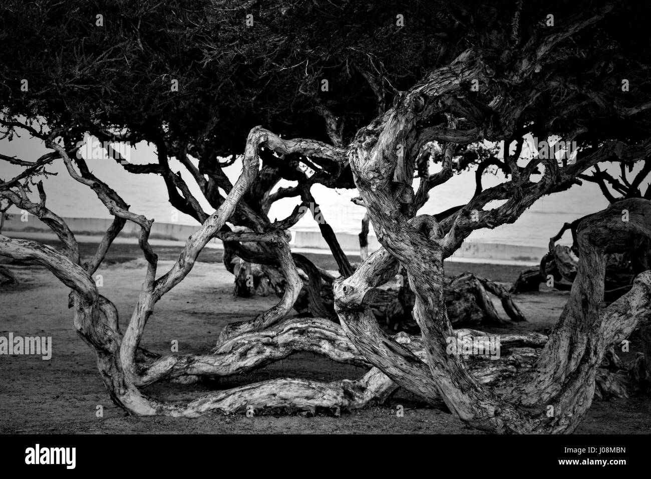 Curved trees hi-res stock photography and images - Alamy