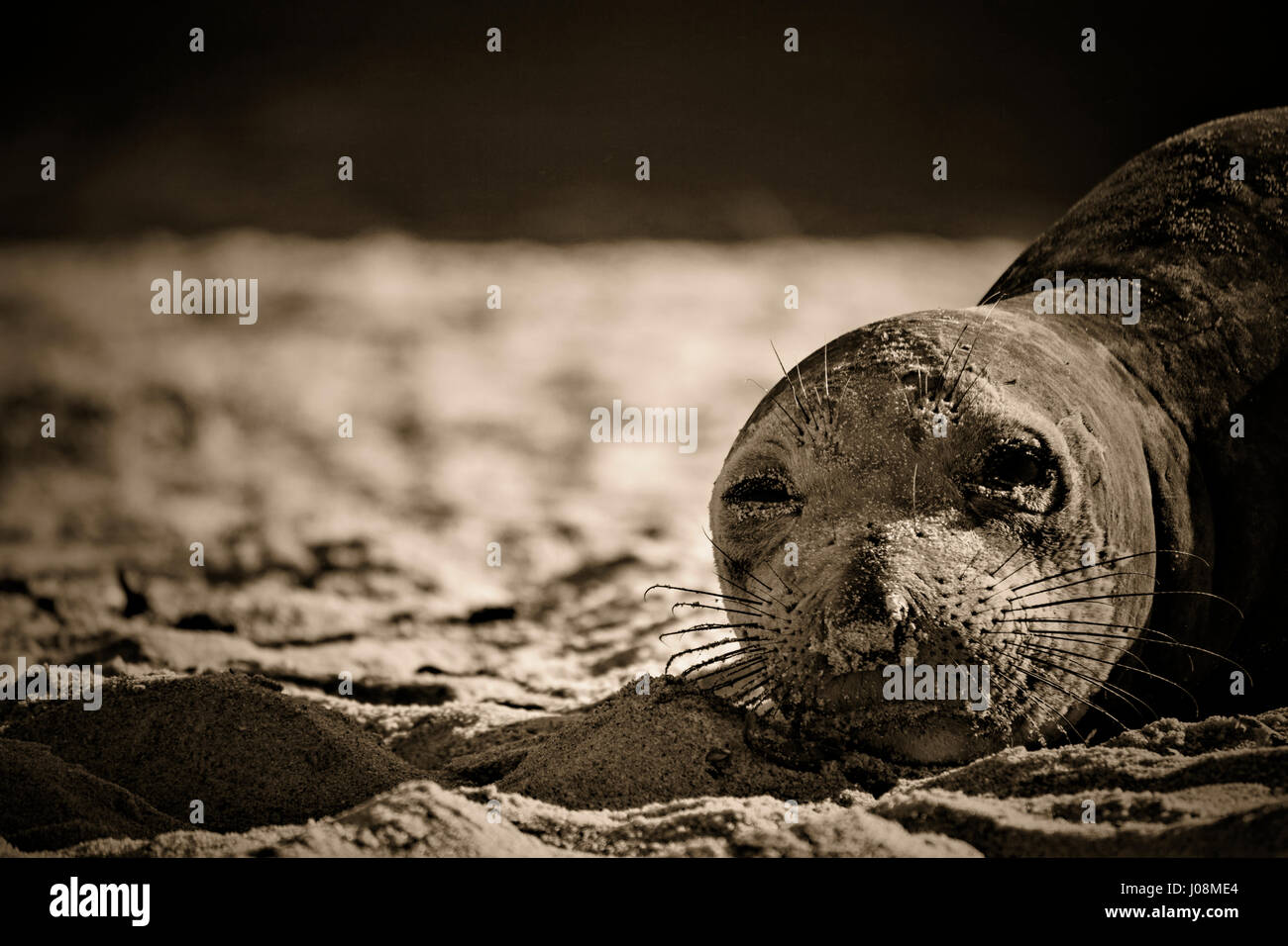 Seal face close up hi-res stock photography and images - Alamy
