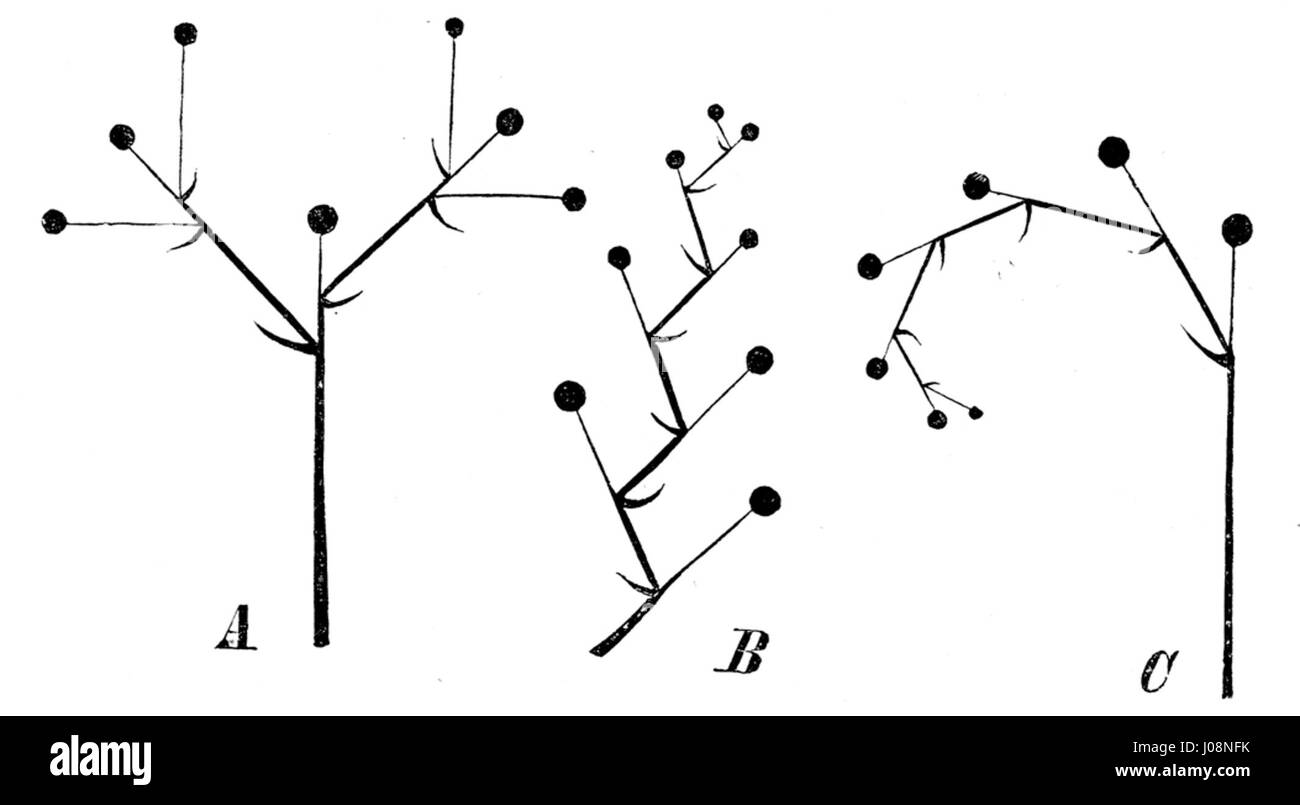 Vibrant arrangement of intricate floral patterns Cut Out Stock Images ...