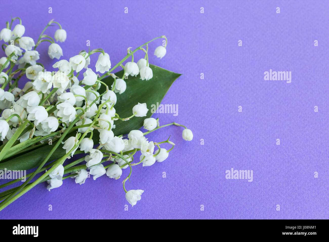 Scented purple lily hi-res stock photography and images - Alamy