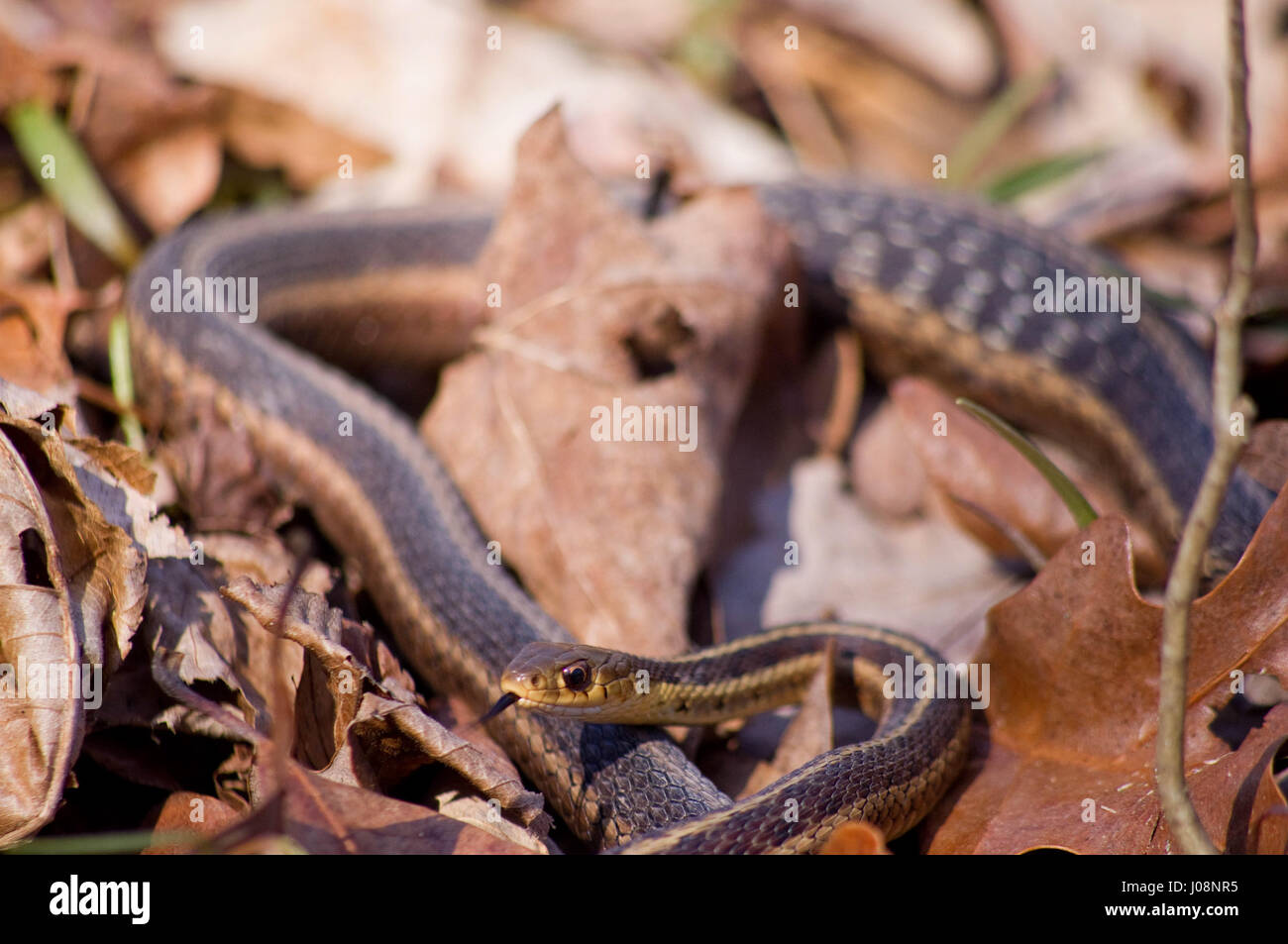 Garter snakes hi-res stock photography and images - Alamy