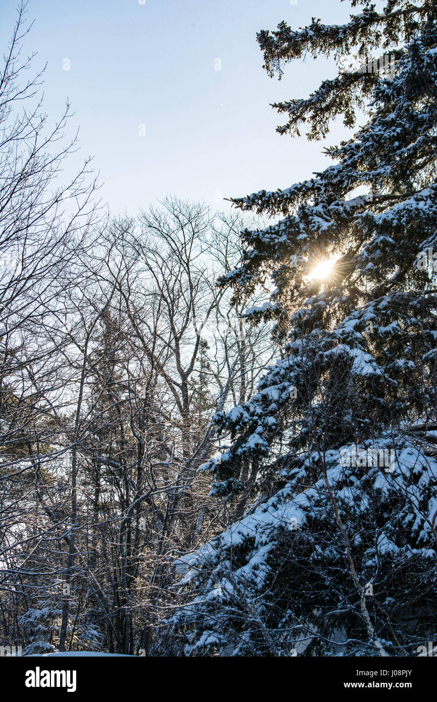 Tree sunburst snow landscape hi-res stock photography and images - Alamy