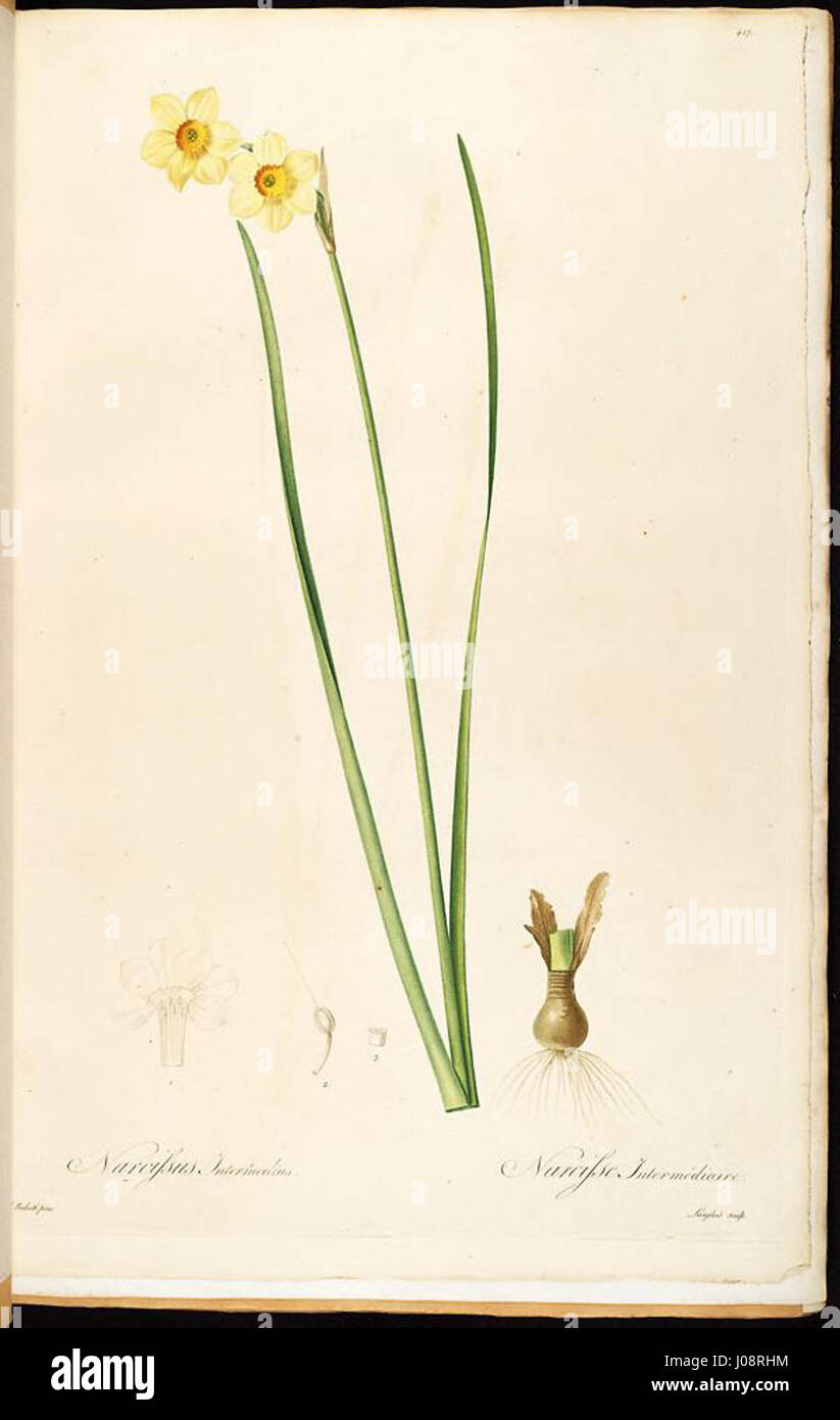 'Narcissus compressus' is an artwork that presents the mythological ...