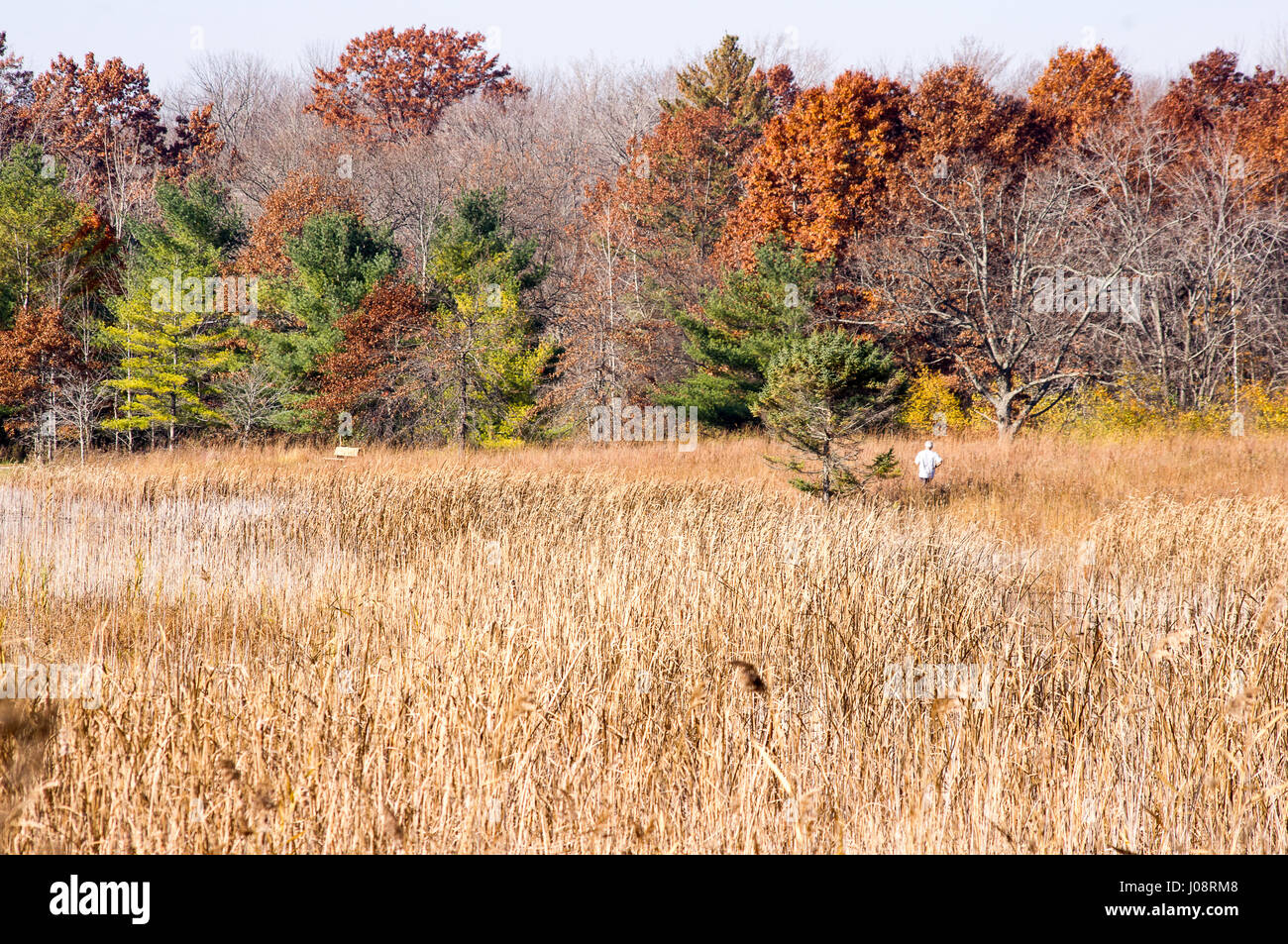 fall treeline with swamp reeds in foreground Stock Photo - Alamy