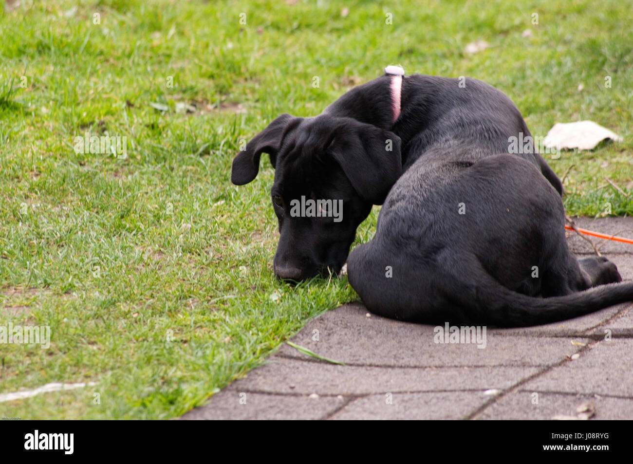 Black lab in grass hi-res stock photography and images - Alamy