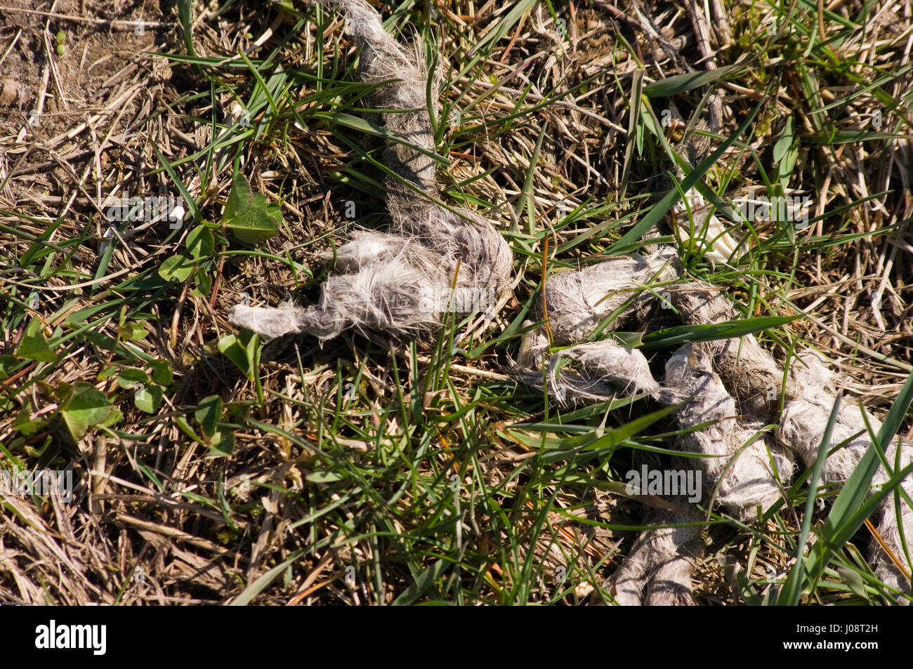 remains of a deer in coyote feces Stock Photo - Alamy