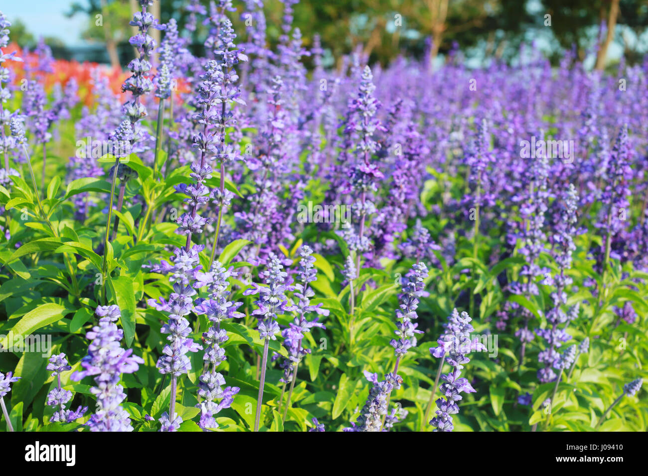 Lavender flowers blooming in the garden for design nature background ...