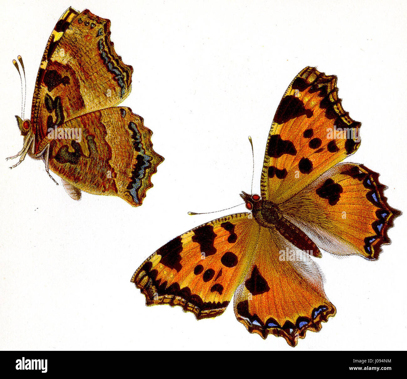 Nymphalis polychloros, known as the Large Tortoiseshell butterfly, is ...