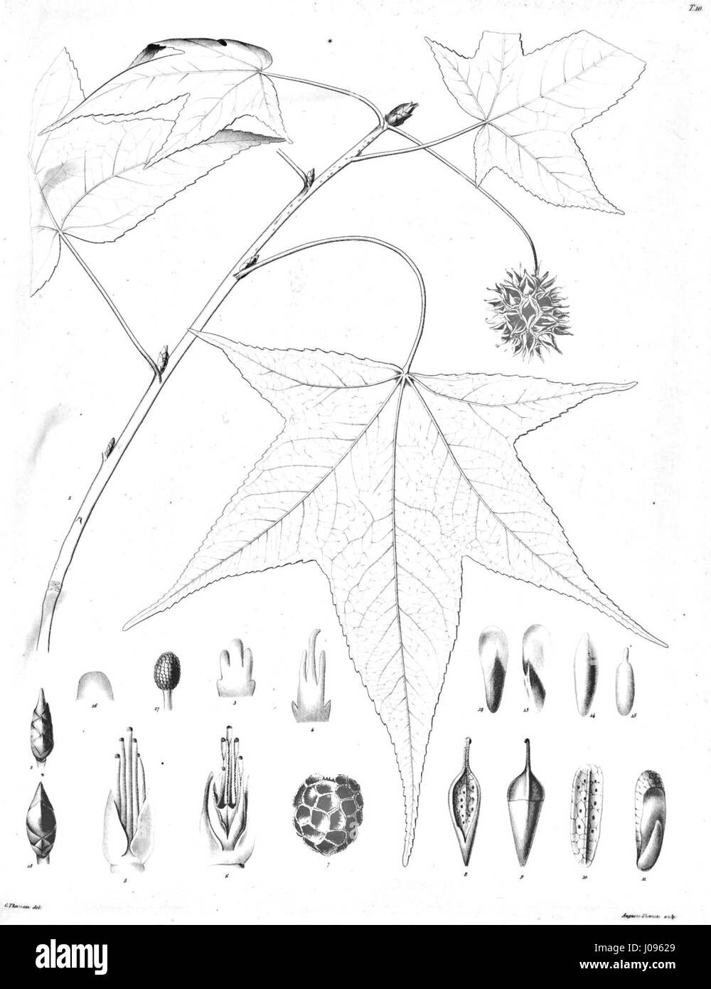 Liquidambar styraciflua, commonly known as the sweetgum tree, is native ...