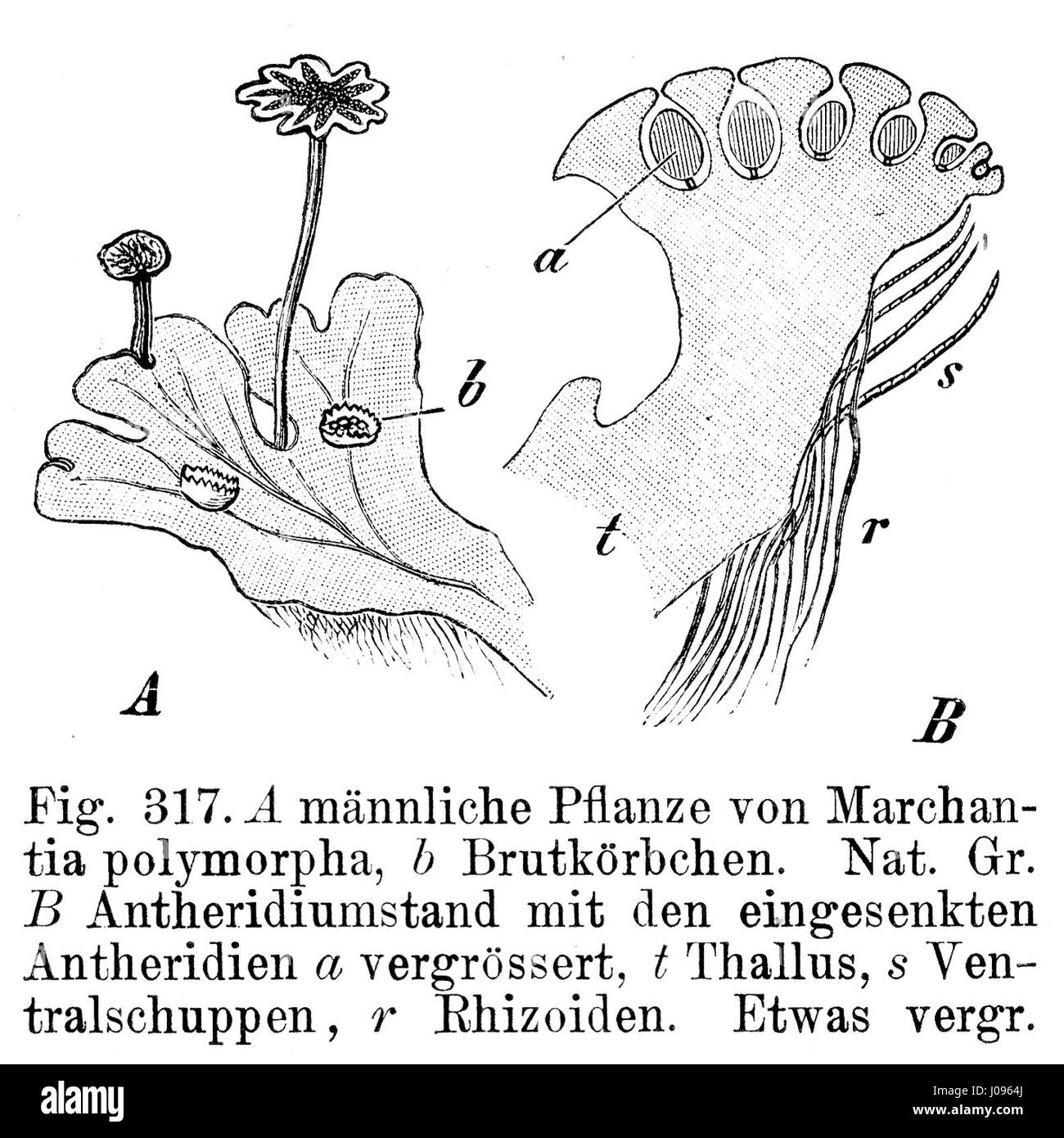 The illustration of Marchantia polymorpha by Strasburger from 1900 ...