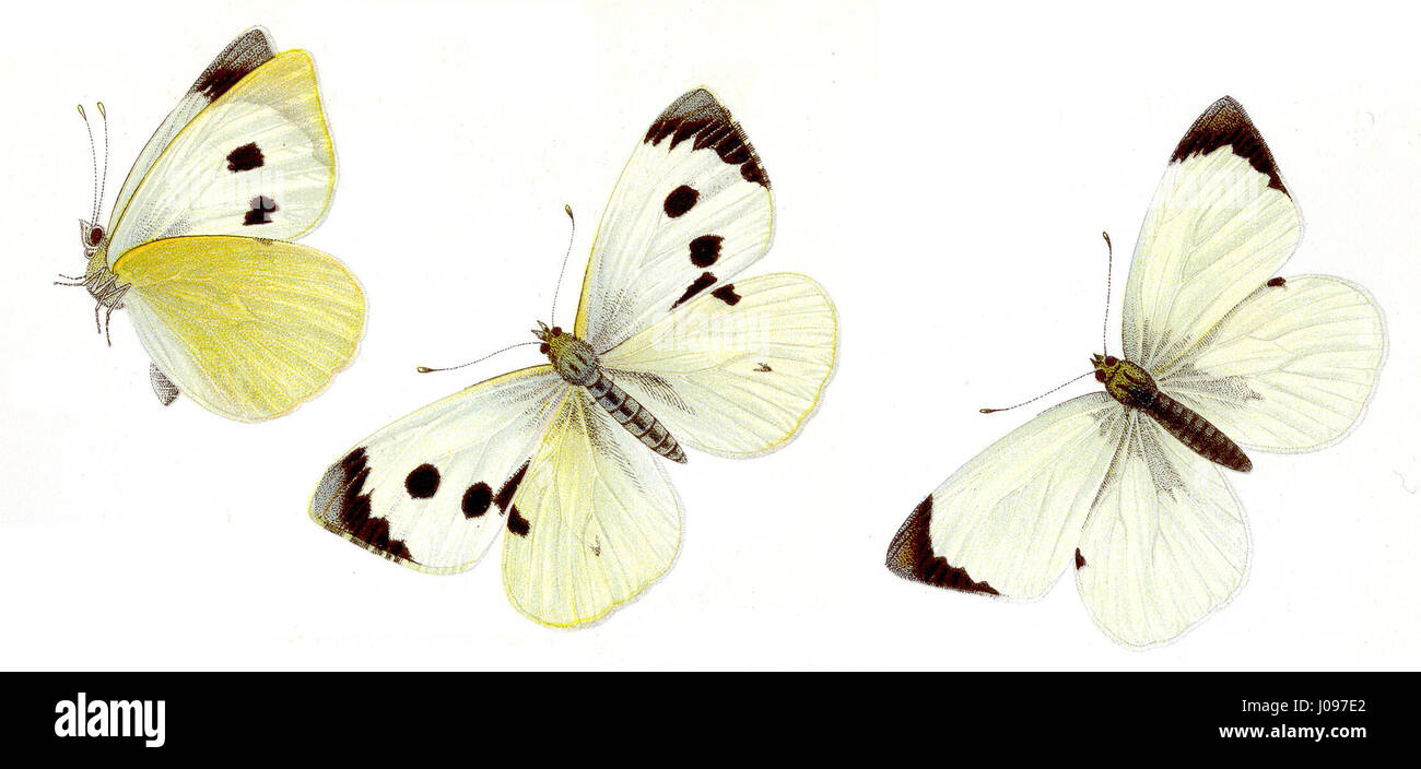 Pieris brassicae, commonly known as the large white butterfly, is ...
