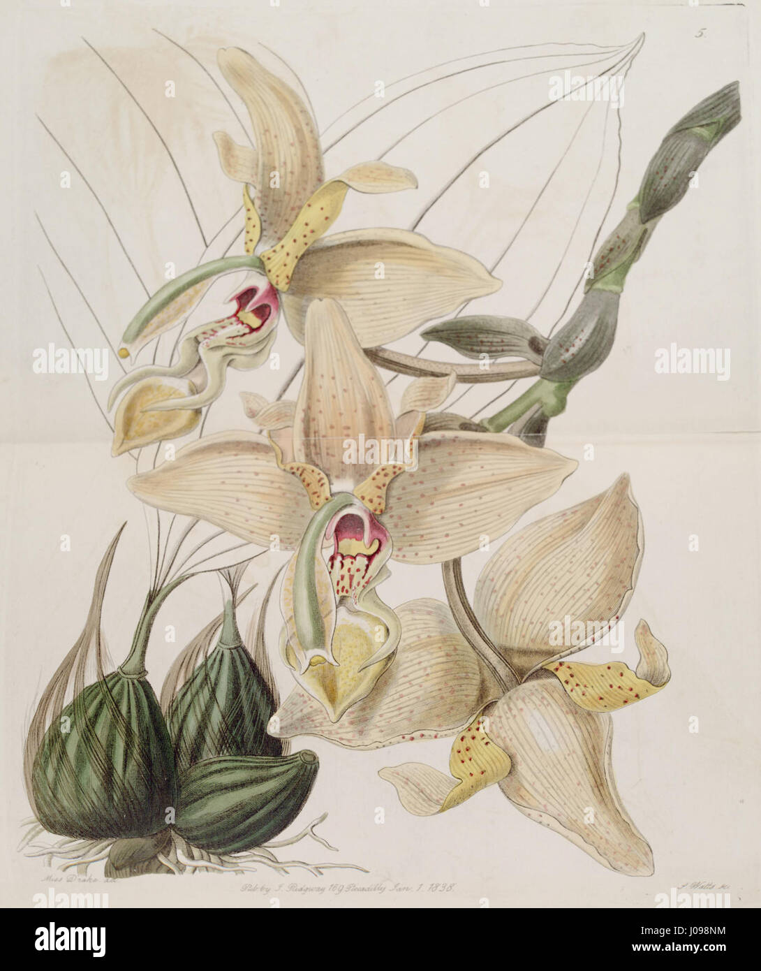 ‘Stanhopea quadricornis’ is a species of orchid, illustrated in ...