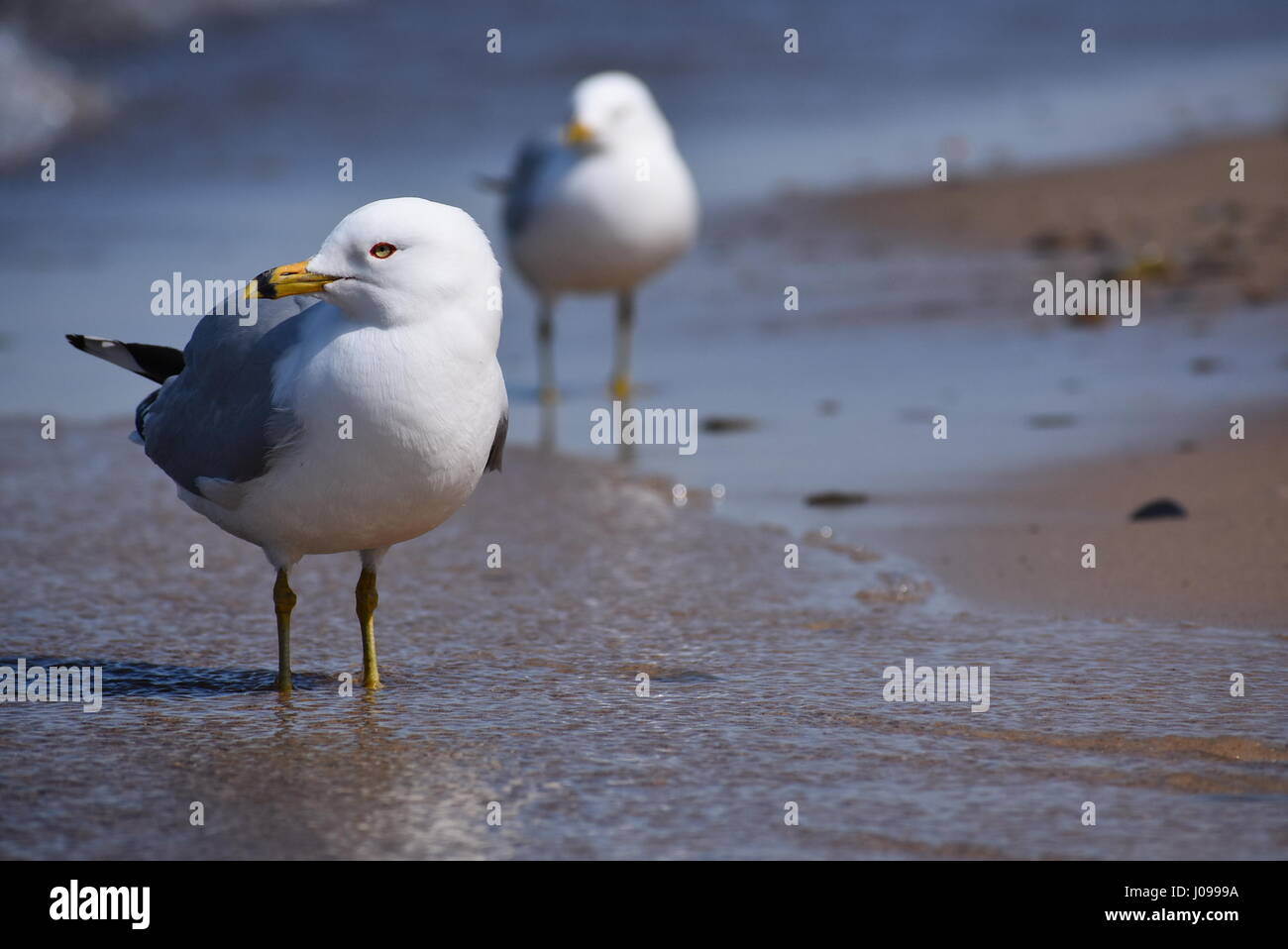 Shells on lake michigan beach hi-res stock photography and images - Alamy