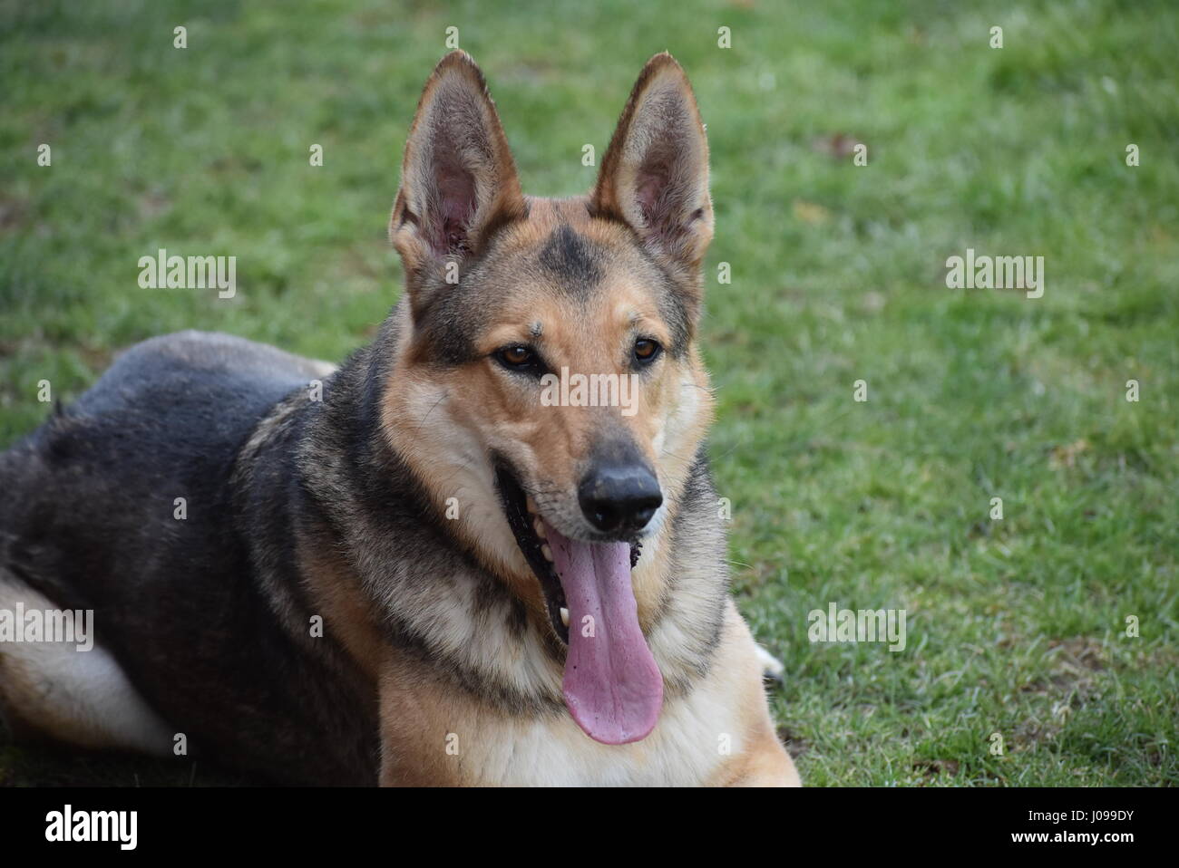 a happy German shepherd Stock Photo - Alamy