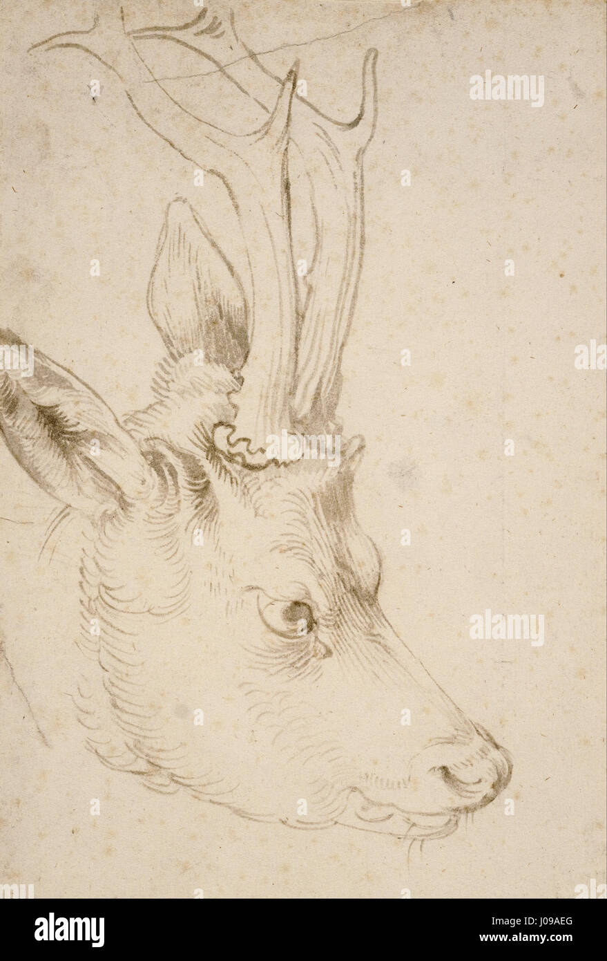 Albrecht Dürer's 'Head of a Roebuck' is a detailed study of the animal ...