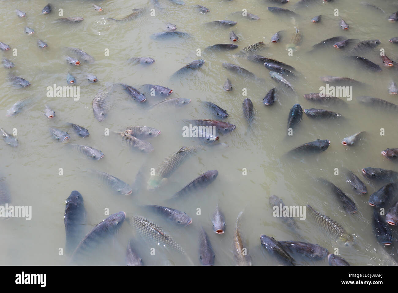 freshwater fish is lacking oxygen because industrial wastewater Stock ...