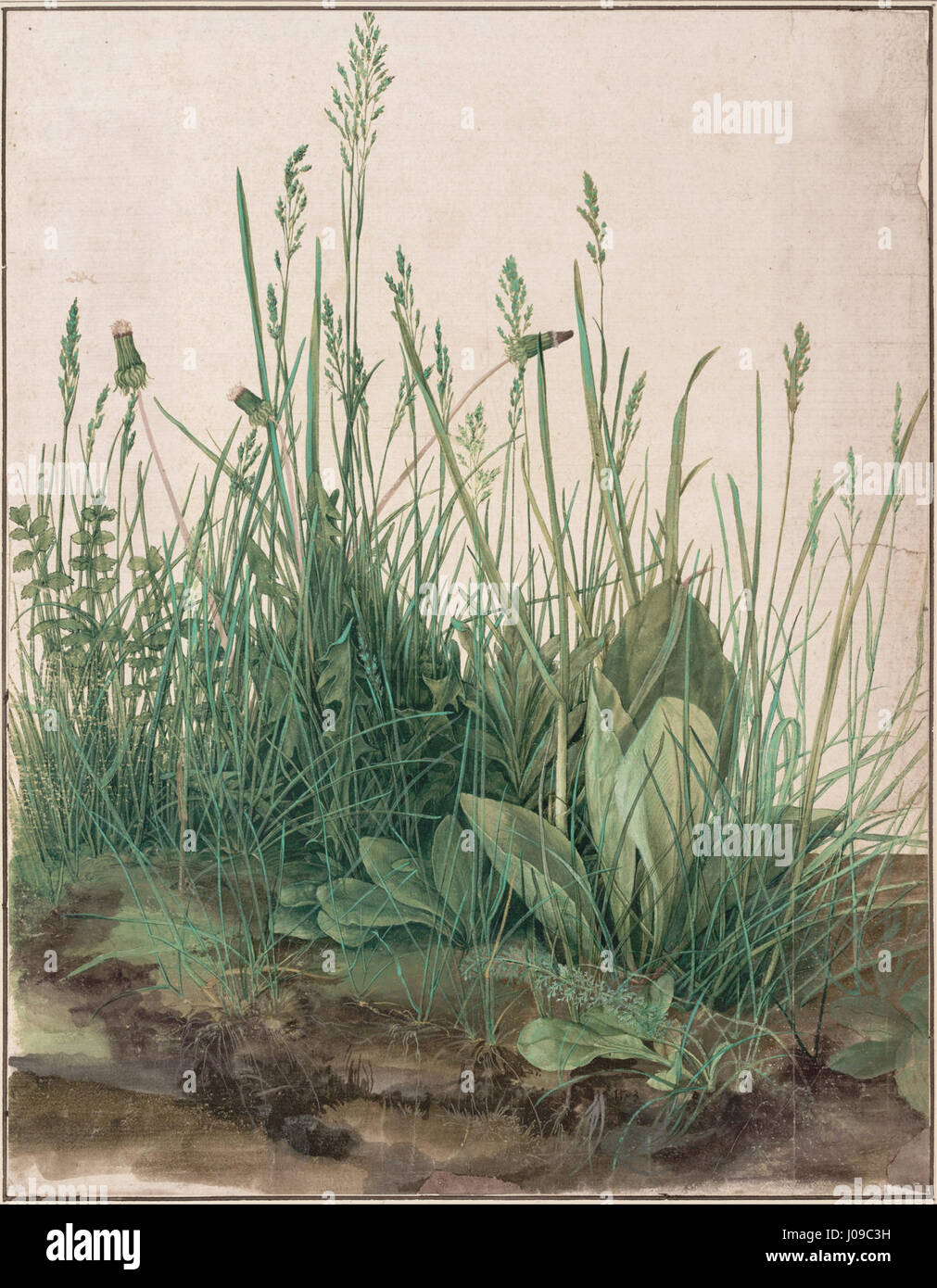 The large piece of turf durer hi-res stock photography and images - Alamy