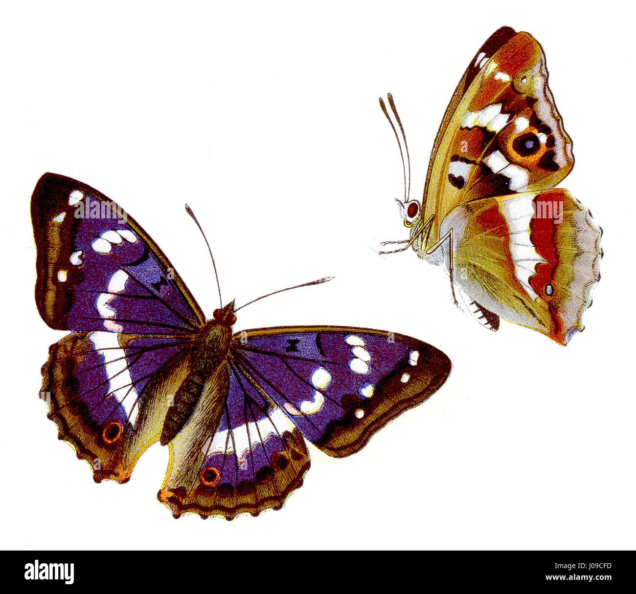 Insects anatomy hi-res stock photography and images - Alamy