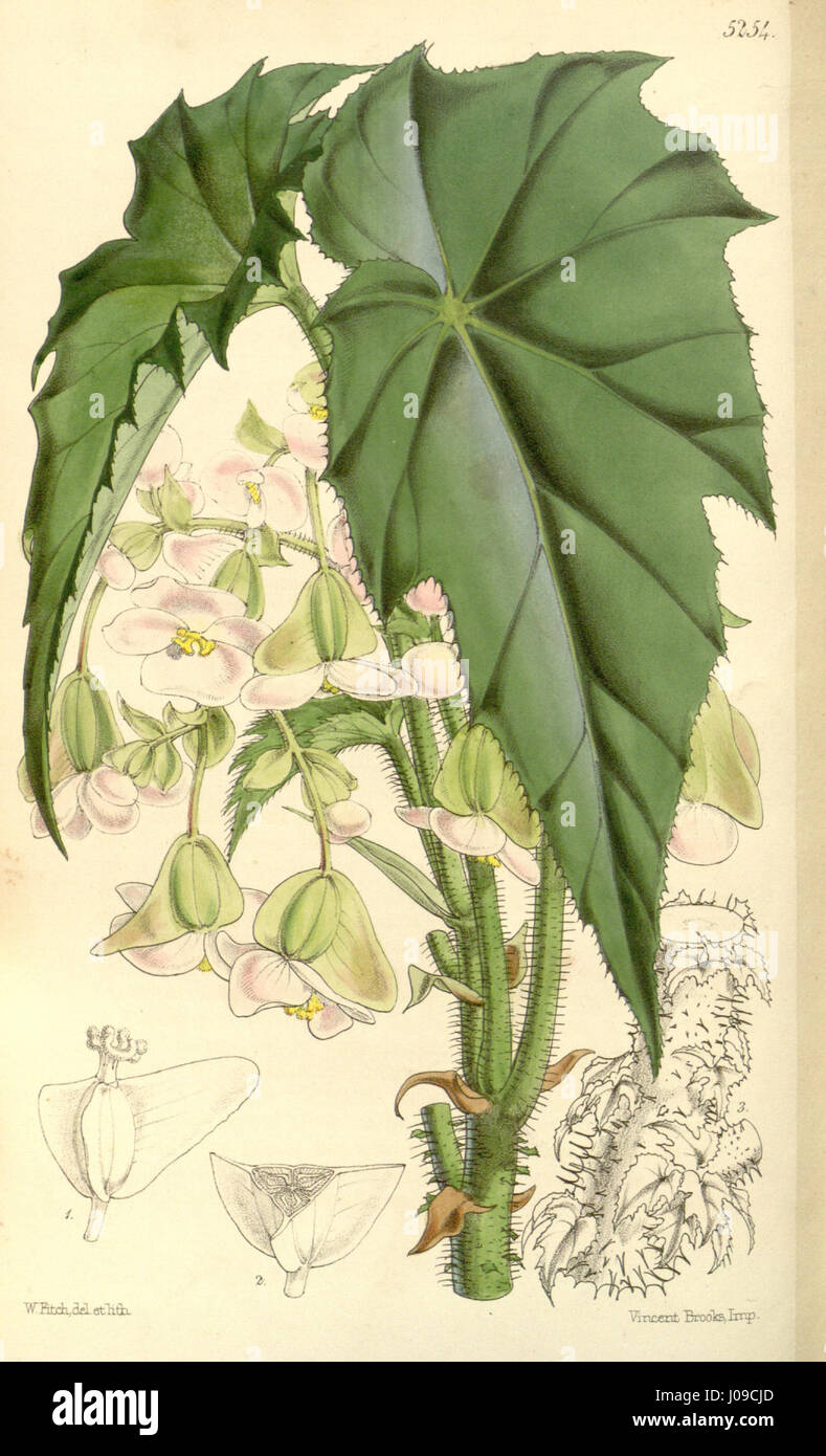 Begonia phyllomaniaca is a species of flowering plant known for its ...