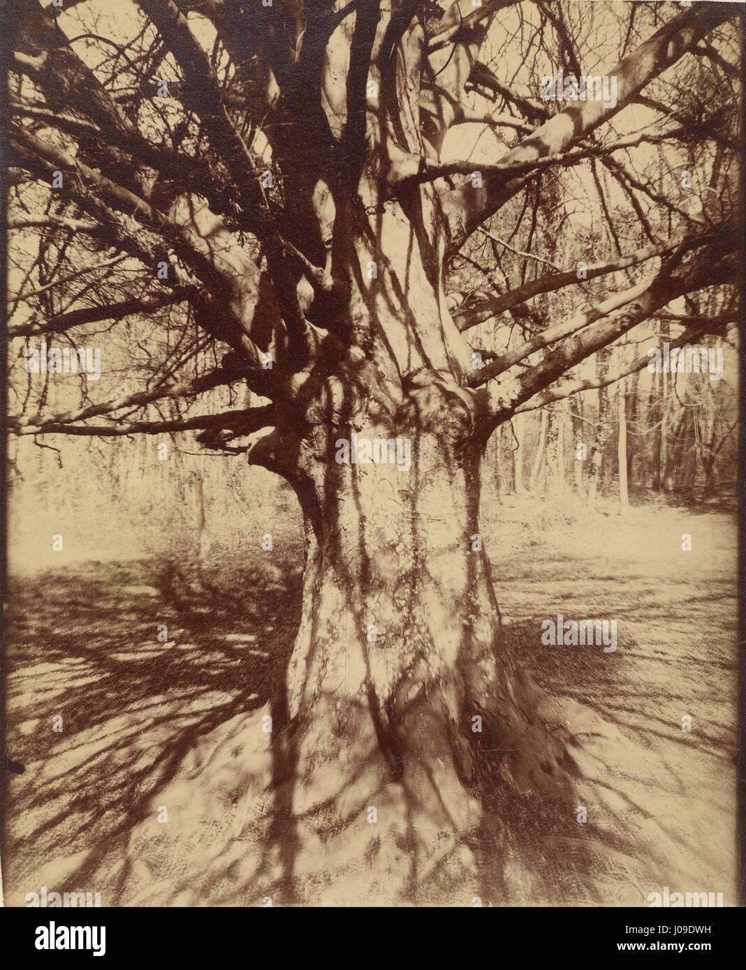 This photograph by Eugène Atget captures a beech tree, showcasing Atget ...