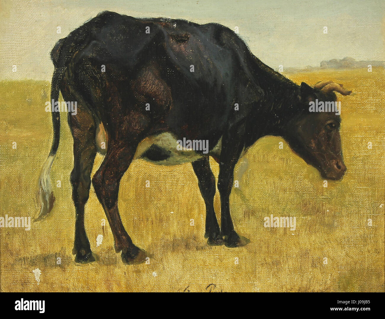 Viggo Pedersen's 'Afgræsning ko i engene' portrays a cow grazing in a ...