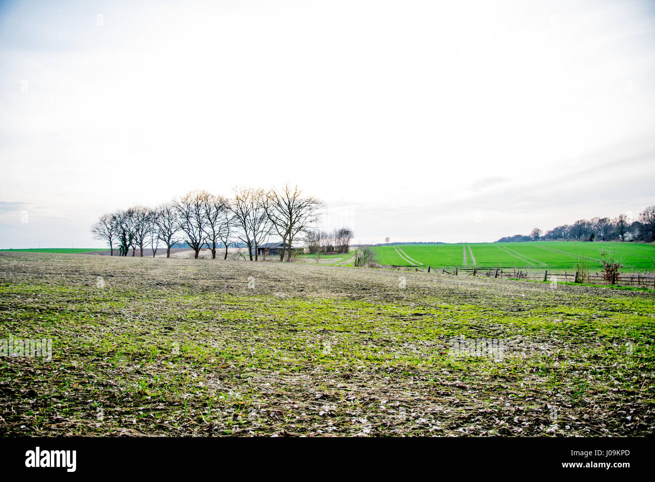 long green field at sunset Stock Photo - Alamy
