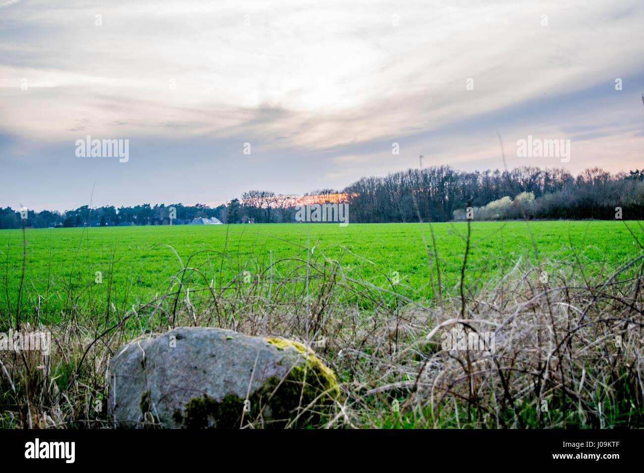 long green field at sunset Stock Photo - Alamy