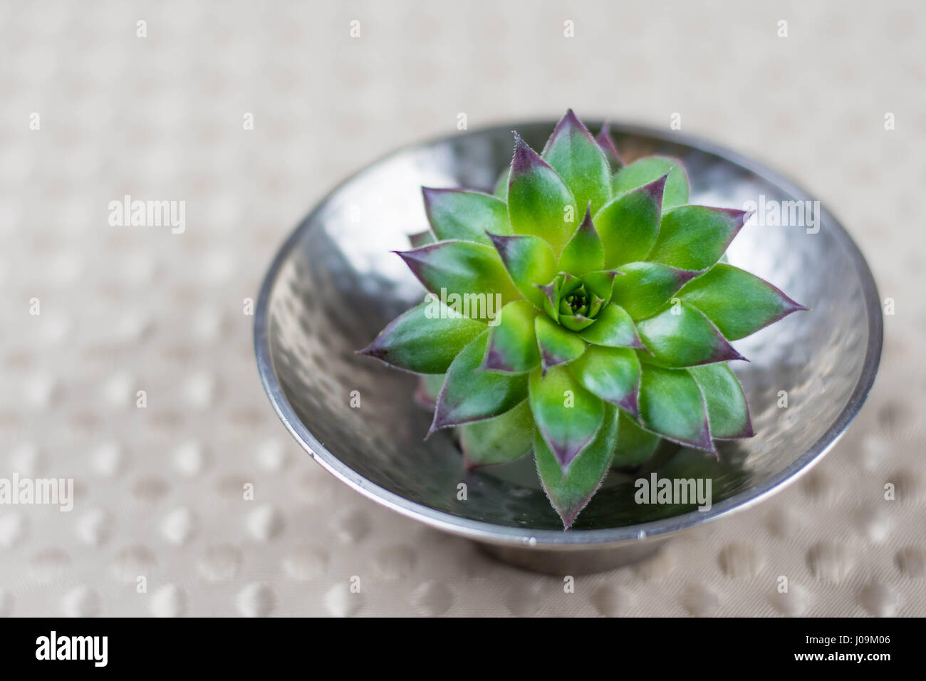Succulent in silver dish hi-res stock photography and images - Alamy
