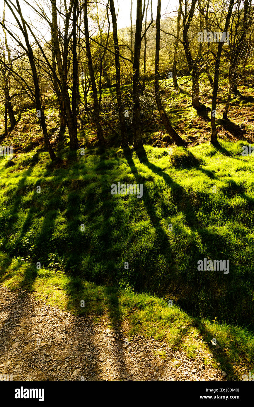 Shadows of trees on a grassy bank and path Stock Photo - Alamy