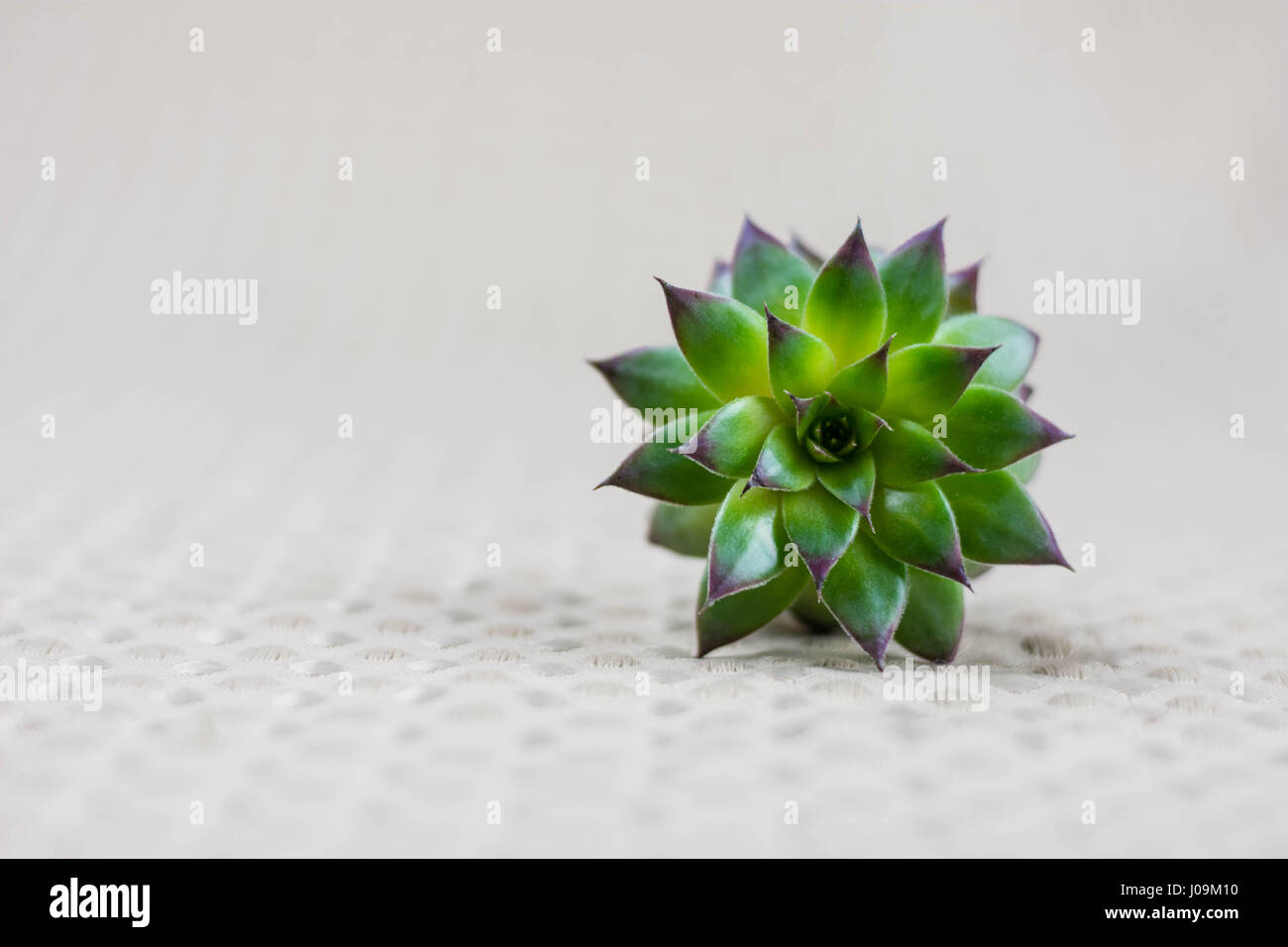 Bright green, single succulent on light background Stock Photo - Alamy